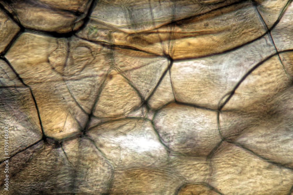 Nodules of Polystyrene under the microscope Stock Photo | Adobe Stock