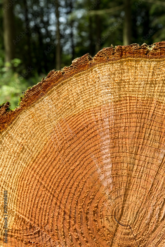 Cross Section Of Pine Wood