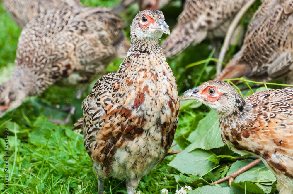 Pheasant Babies