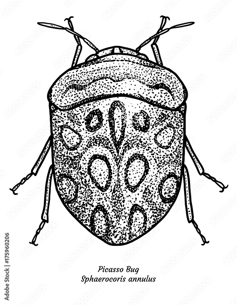 Picasso bug illustration, drawing, engraving, ink, line art, vector ...