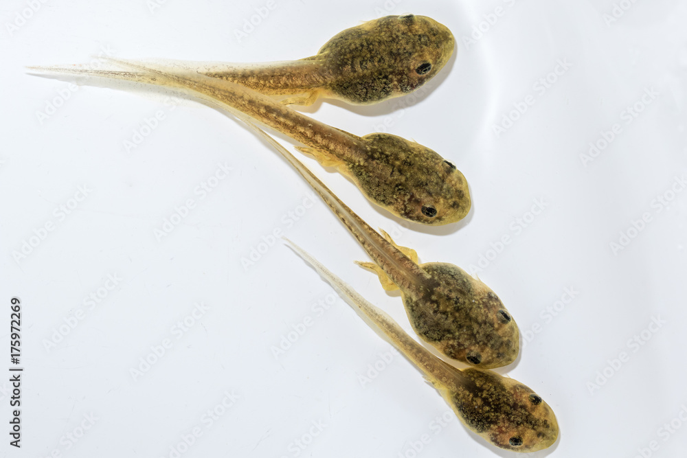 Wood Frog Tadpoles
