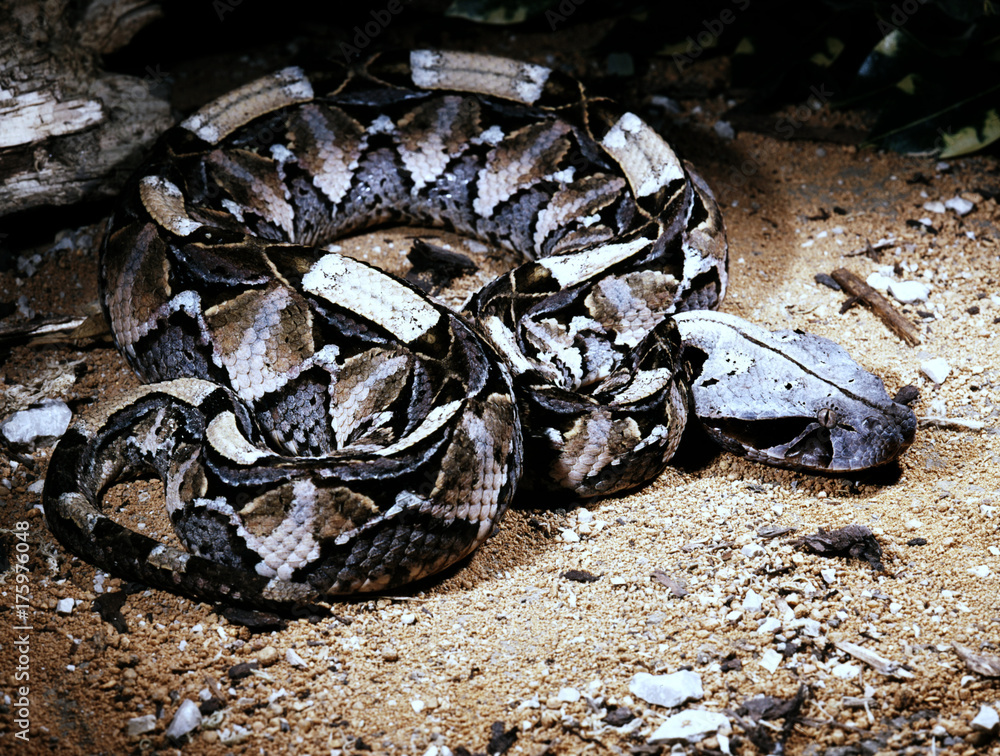 Gaboon viper, Bitis gabonica rhinoceros, is the largest viper with ...