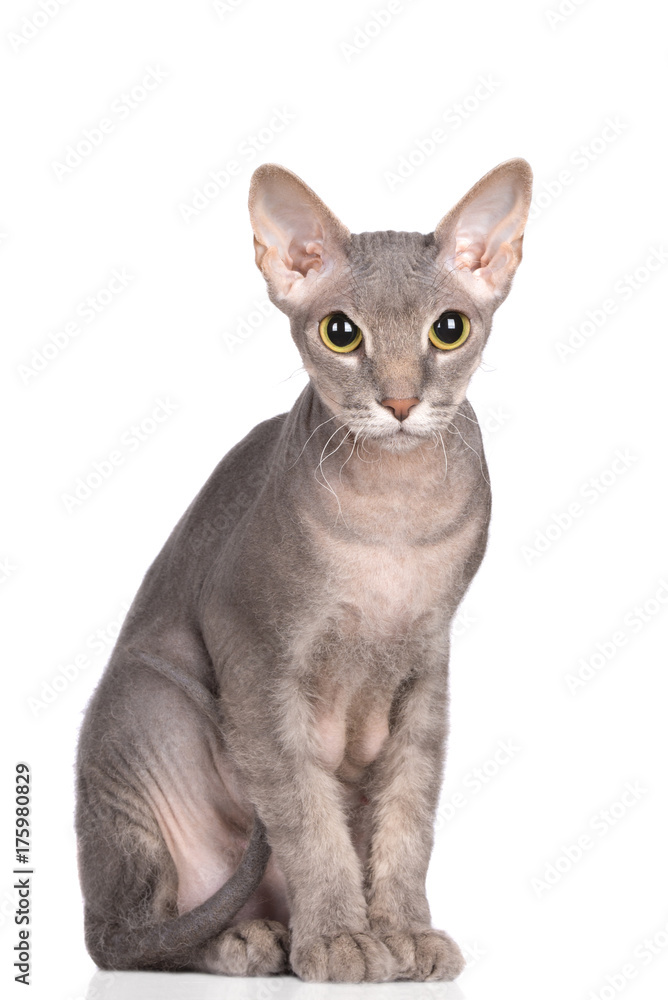 Beautiful Sphynx Cat