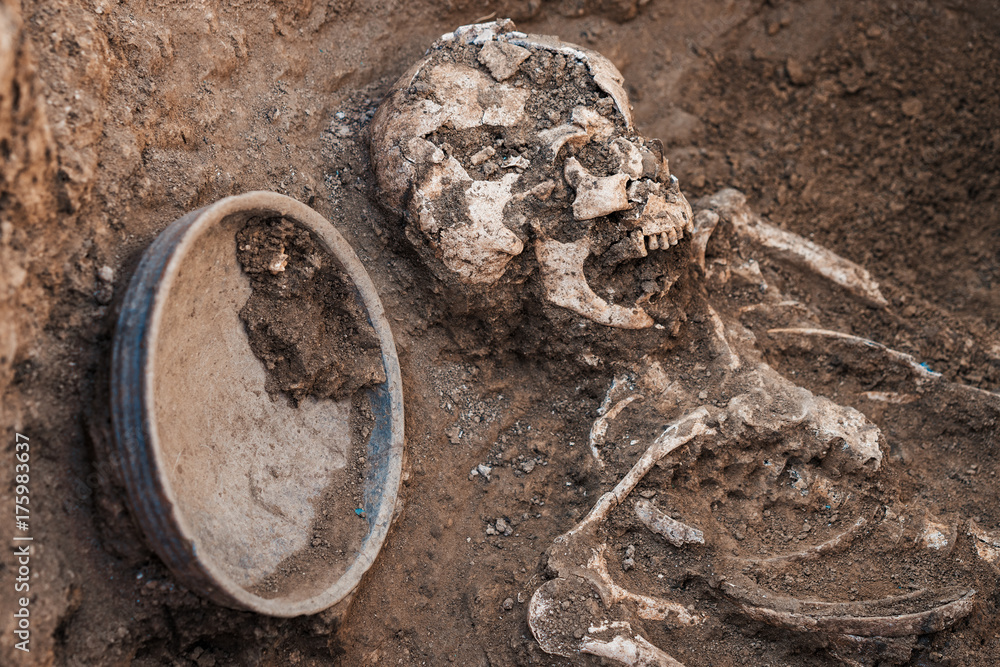 Archaeological excavations. research on human burial, skeleton, skull ...