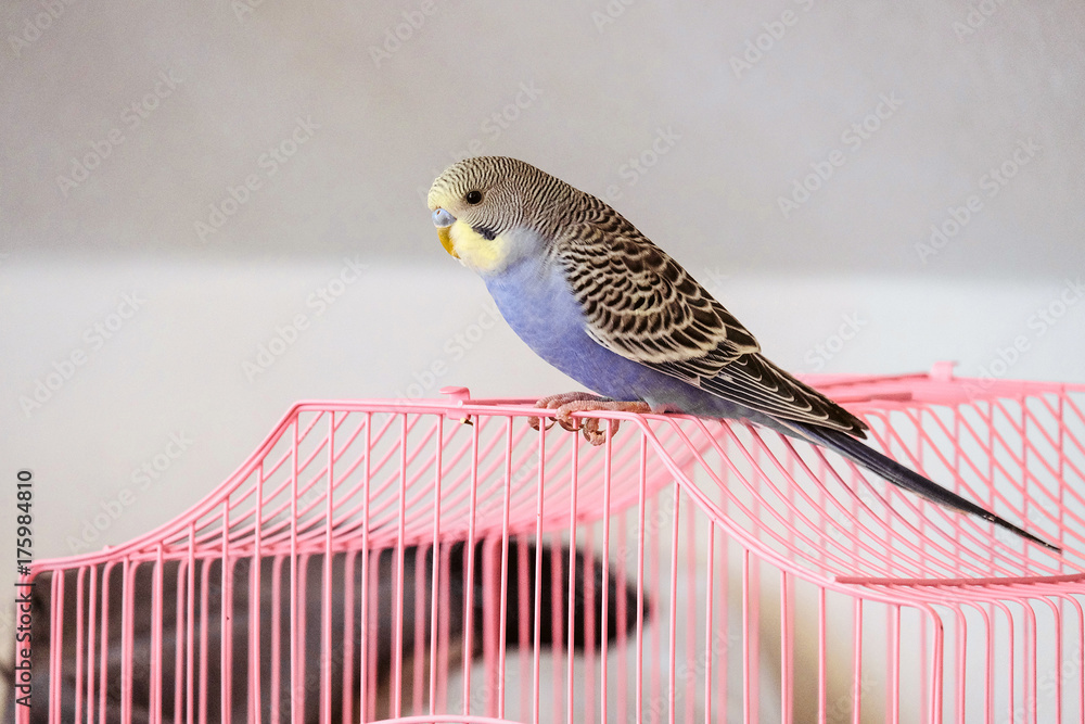 Pink Budgie