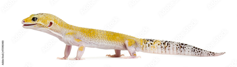 Yellow gecko standing, isolated on white Stock Photo | Adobe Stock