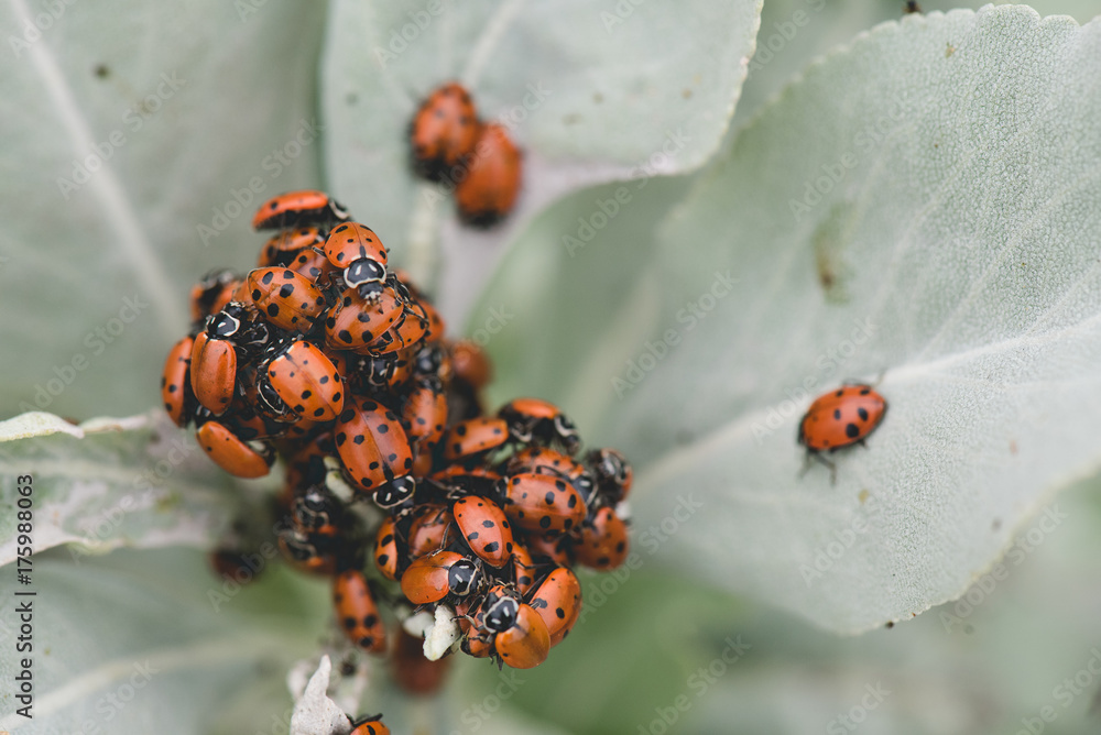 cluster of lady bugs Stock Photo | Adobe Stock