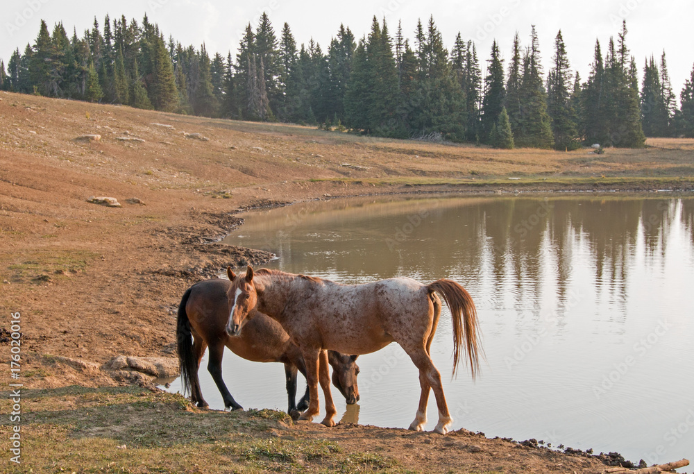 Red Roan Stallion and Bay Stallion wild horses at the waterhole in the ...
