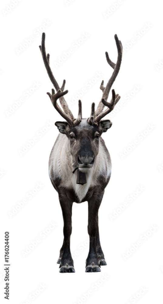 Frontal view of reindeer isolated on a white background. The whole body ...