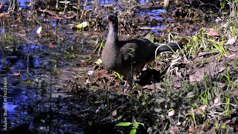 Chaco Chachalaca (Ortalis canicollis) drinks water on the floor. Image ...