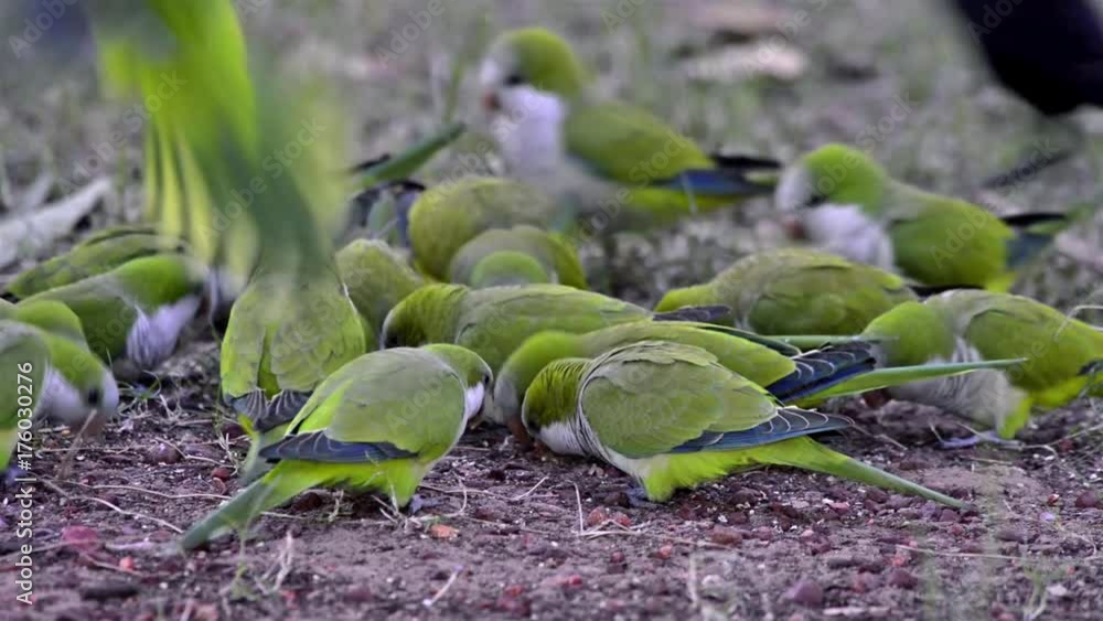 Flock of Monk Parakeet (Myiopsitta monachus) and Giant Cowbird ...