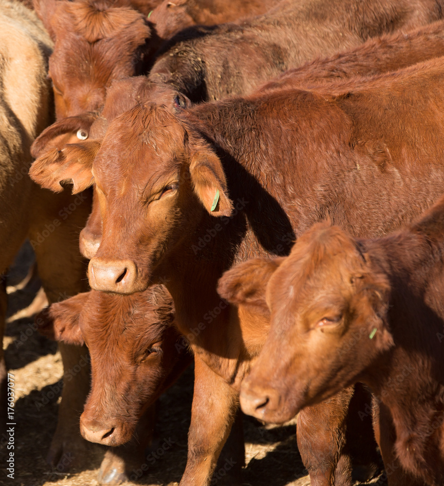 Beef Cattle Stock Photo | Adobe Stock
