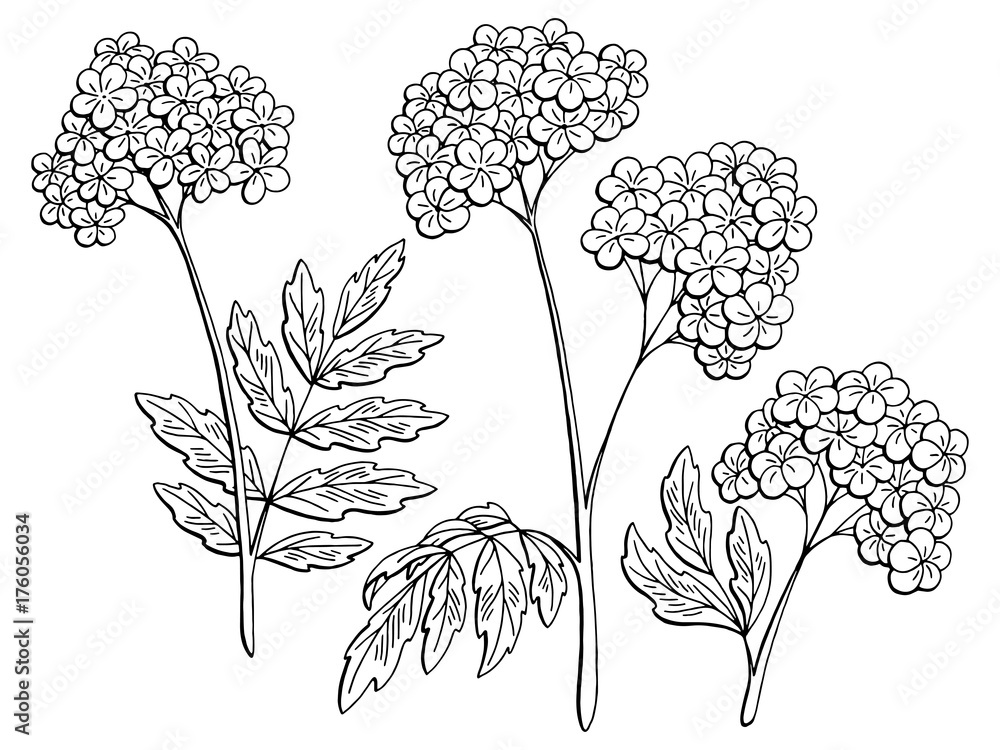 Valerian graphic black white isolated sketch illustration vector Stock ...