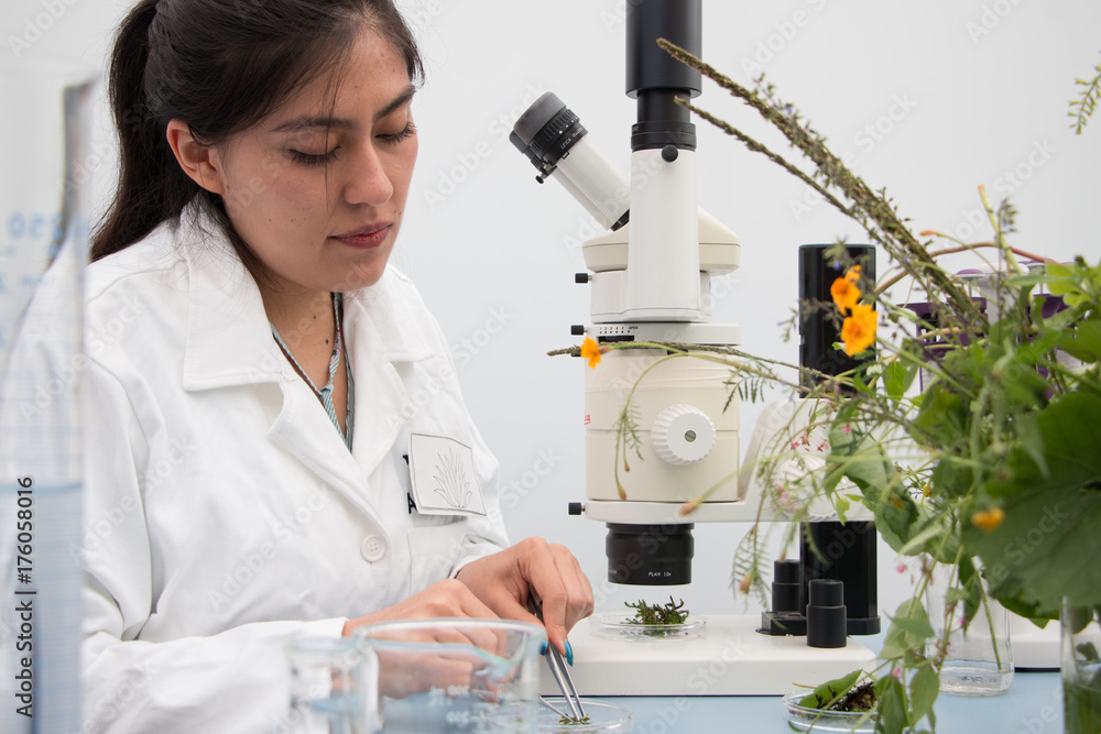 Young botanist at work, preparing fresh plant sample and examining ...