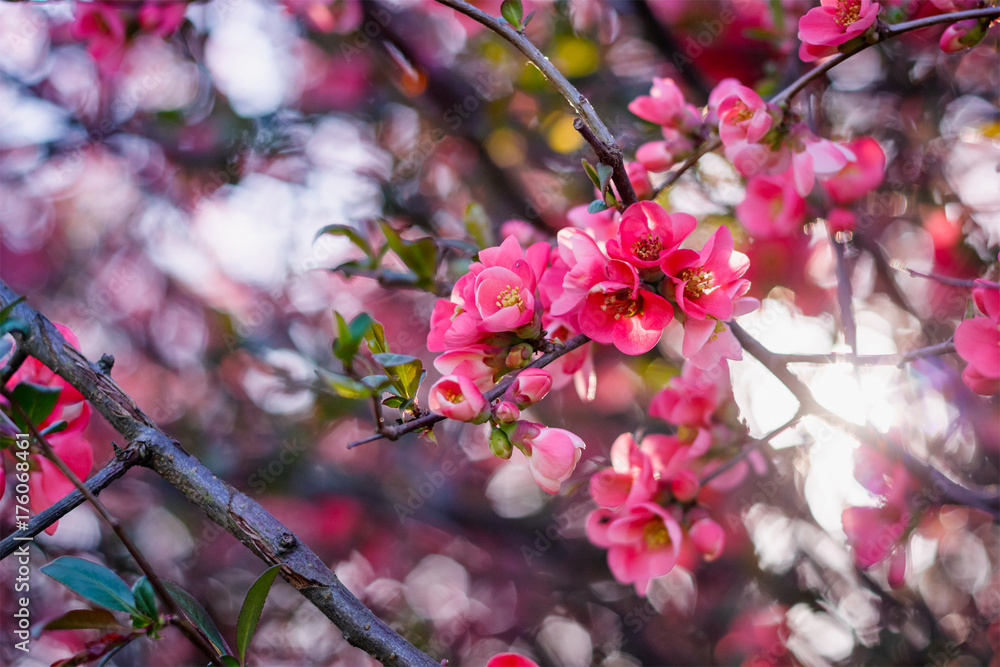 Red Cherry Blossom tree with nature background. A cherry blossom is the ...