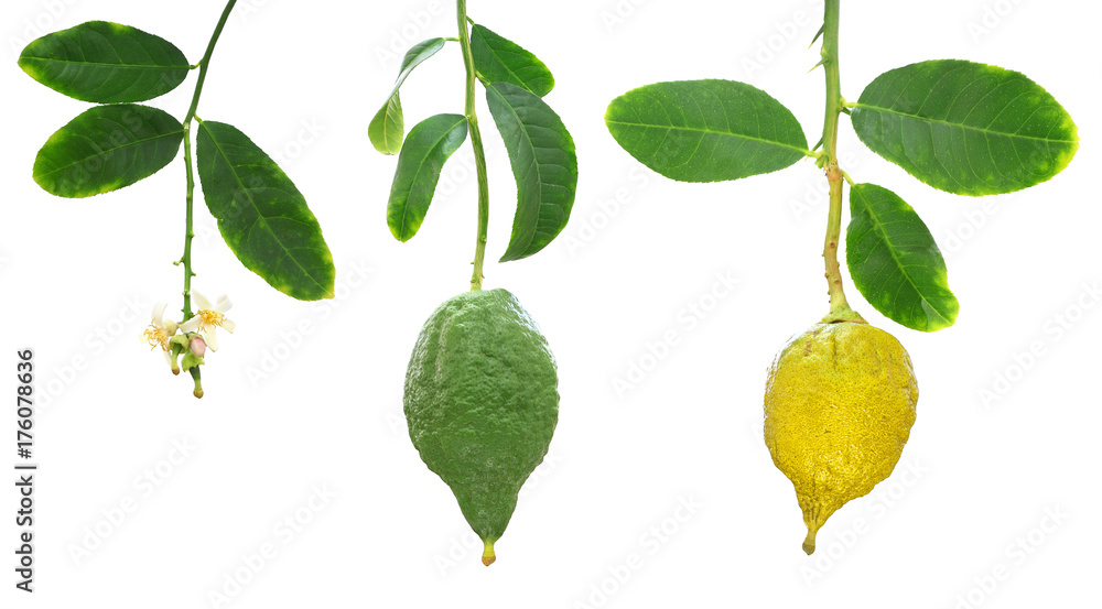 Etrog. Stage of fruit development. Citron or Citrus medica used by ...