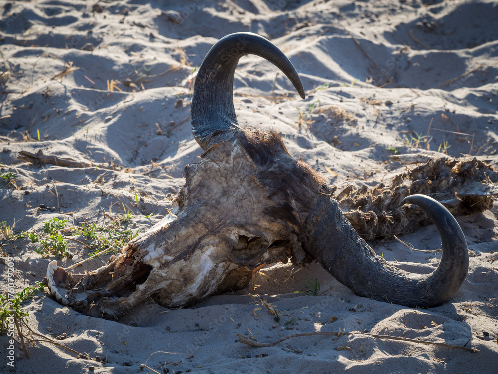 Closeup of rotting buffalo skull which was killed by lions in Chobe ...
