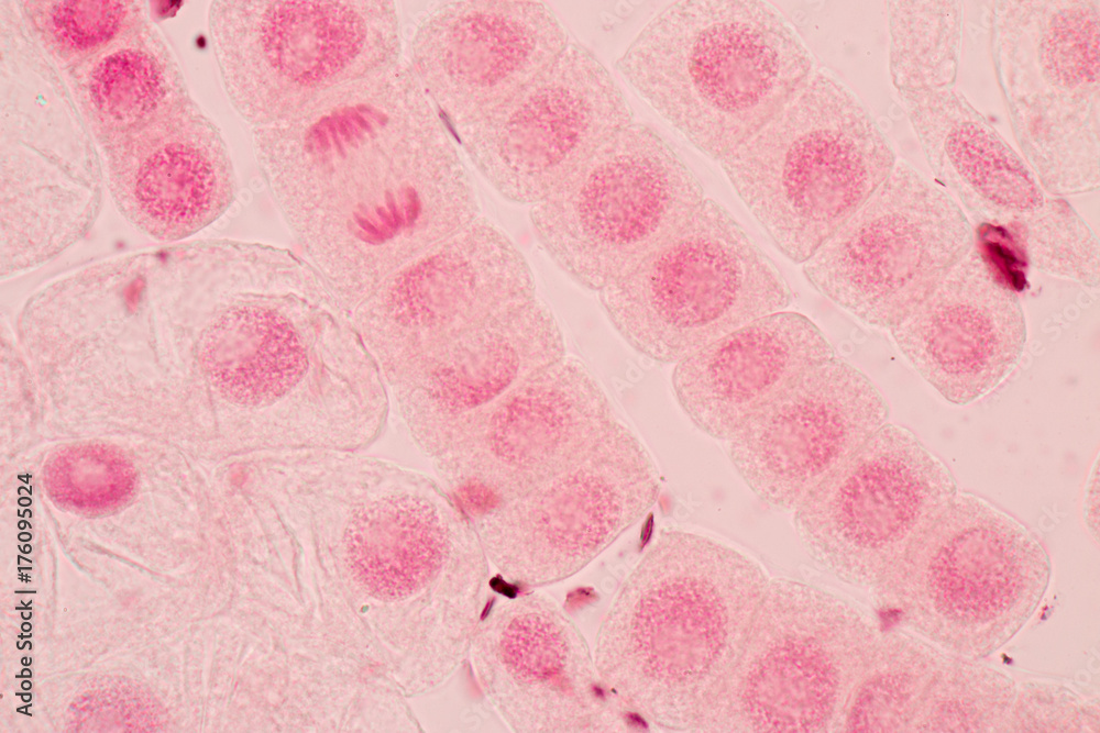Mitosis Under Microscope