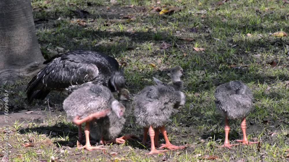 Southern Screamer (Chauna torquata) with cubs in the Pantanal Biome ...