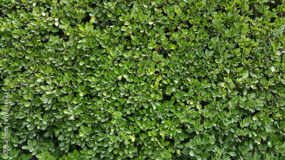 Photo & Art Print Green Wall Hedge Boxwood, omphoto