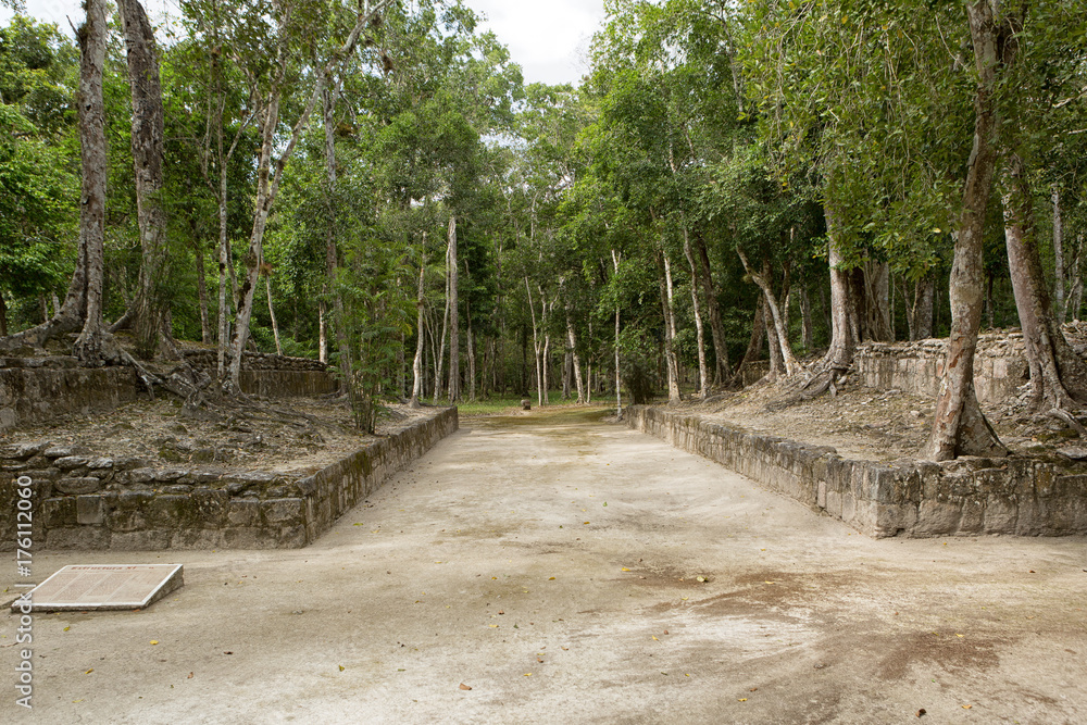 trees growing out of the structures at the ball court of Calakmul mayan ...