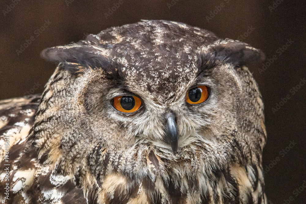 uhu Stock-Foto | Adobe Stock