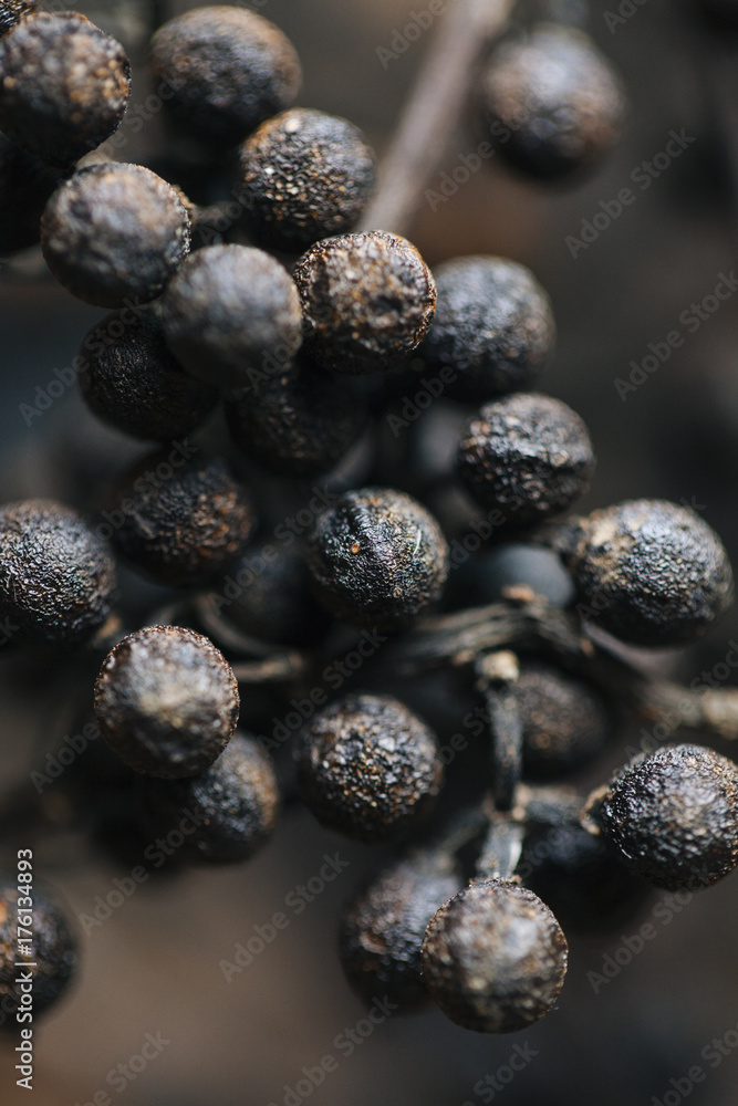 Himalayan spice known as Timur/Tejpal/Sichuan pepper Stock Photo ...