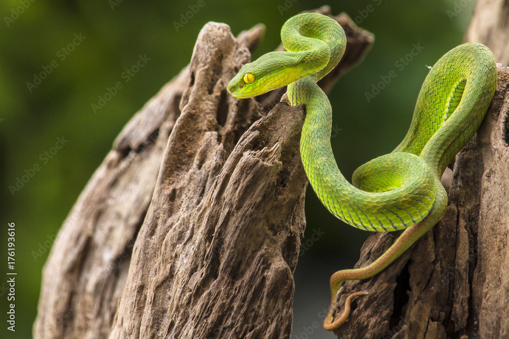 Green Viper Snake