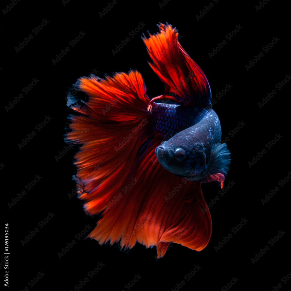 Portrait of a betta fish Stock Photo | Adobe Stock