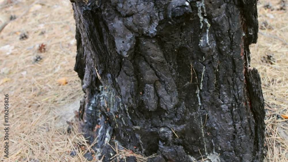 Burned and charred tree trunk close up view. A fire in forest damaged a ...