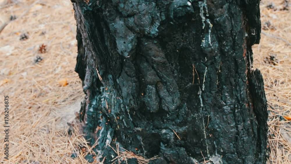 Burned and charred tree trunk close up view. A fire in forest damaged a ...