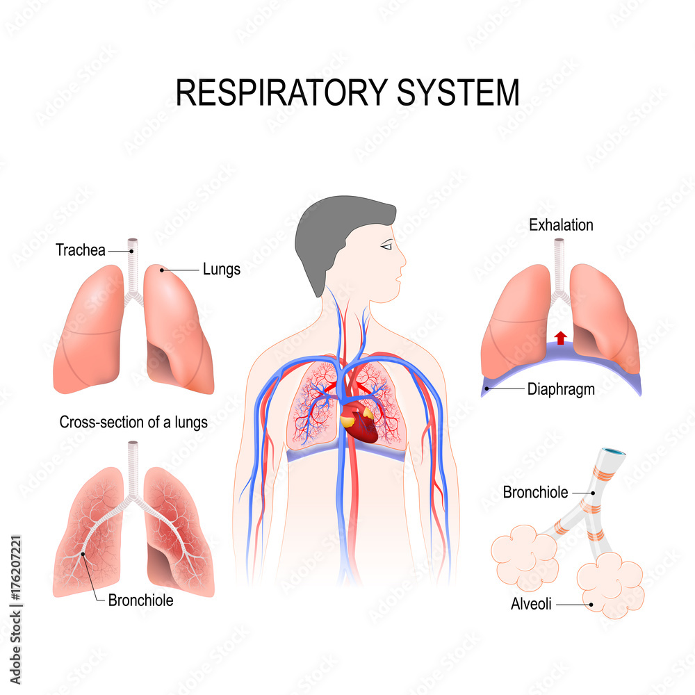 respiratory system Stock Vector | Adobe Stock