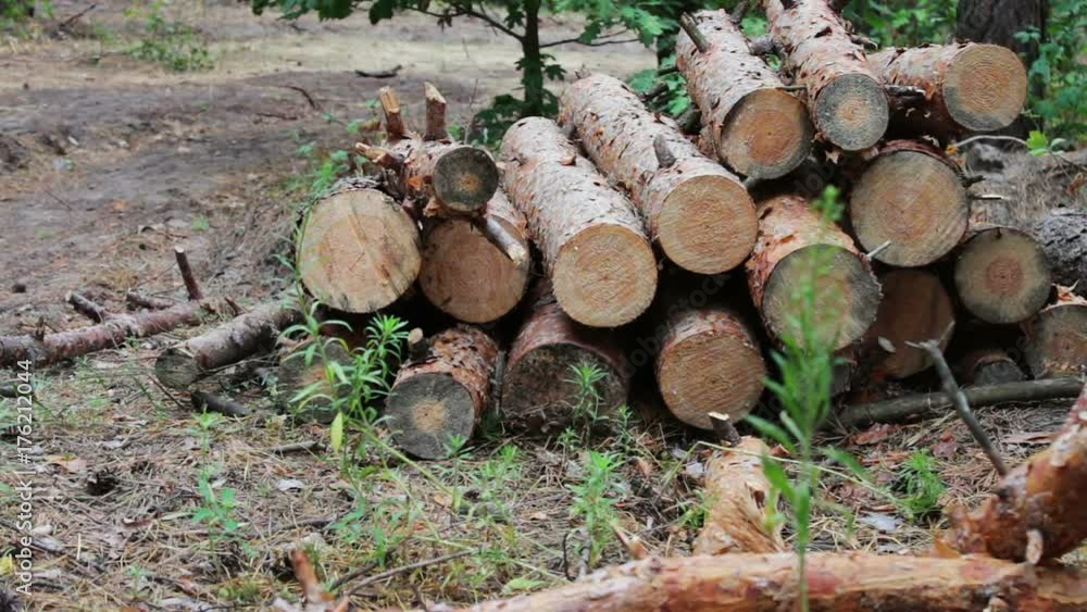 The problem of deforestation.Huge logs from felled trees lie in forest ...