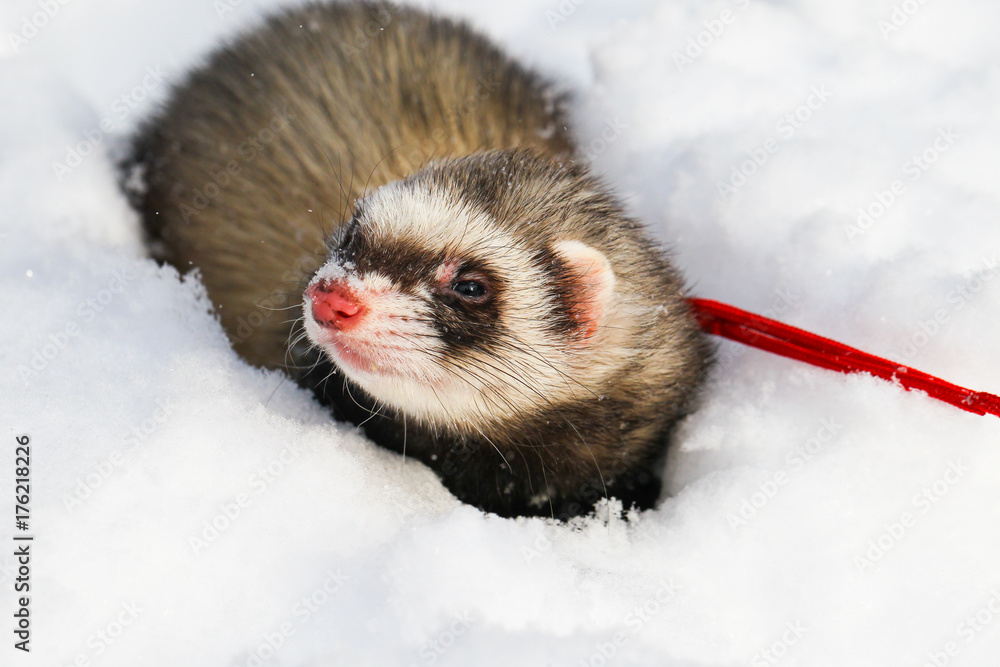Ferrets Playing In Snow