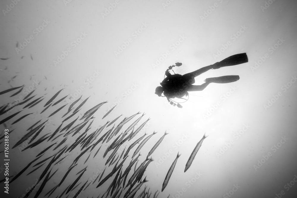 Black and white picture of scuba diver Stock Photo | Adobe Stock