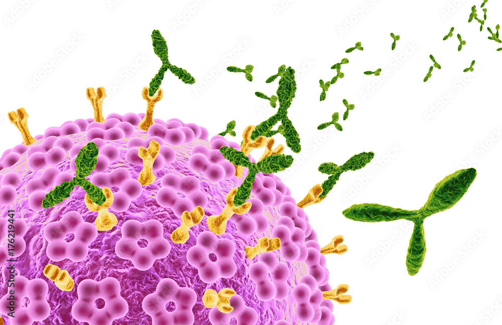 Human papillomaviruses HPV marked by antibodies, medically illustration ...