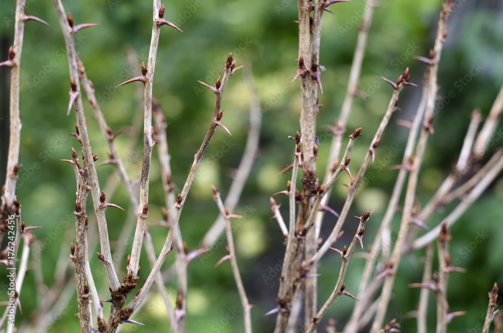 Gooseberry Thorns
