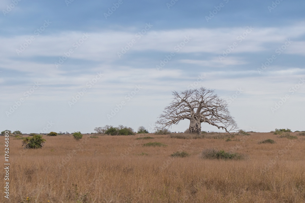 Foto de Typical African tree known as Imbondeiro. African plain. Angola ...