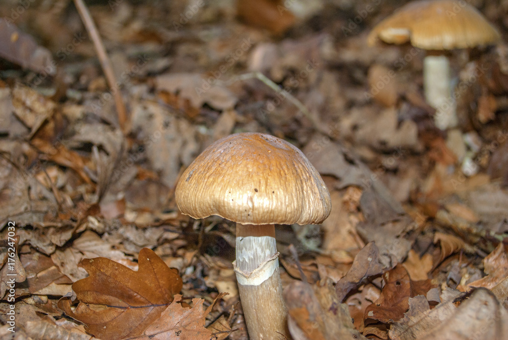 Cortinarius caperatus, commonly known as the gypsy mushroom, is a ...