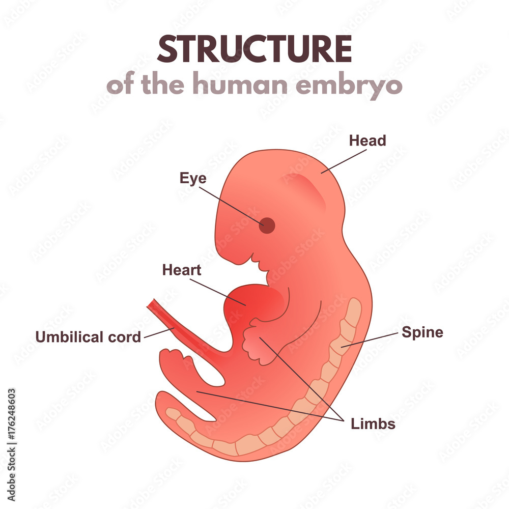 Human embryo Stock Vector | Adobe Stock