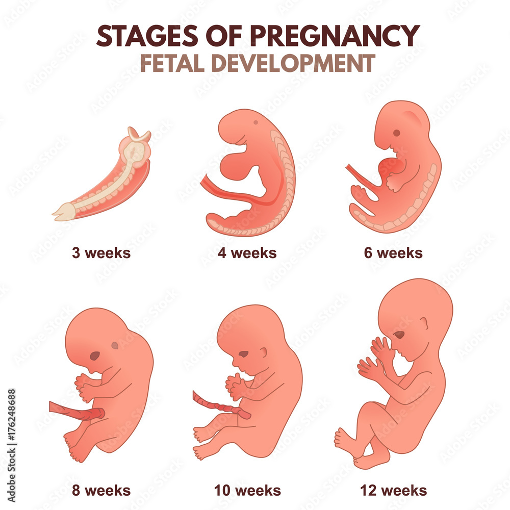 Human embryo Stock Vector | Adobe Stock