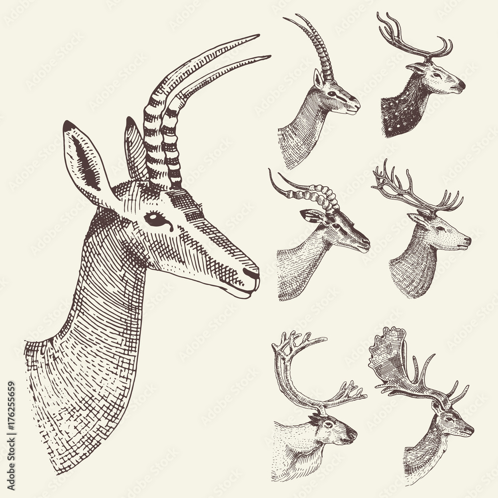 set of Horn, antlers Animals moose or elk with impala, gazelle and ...