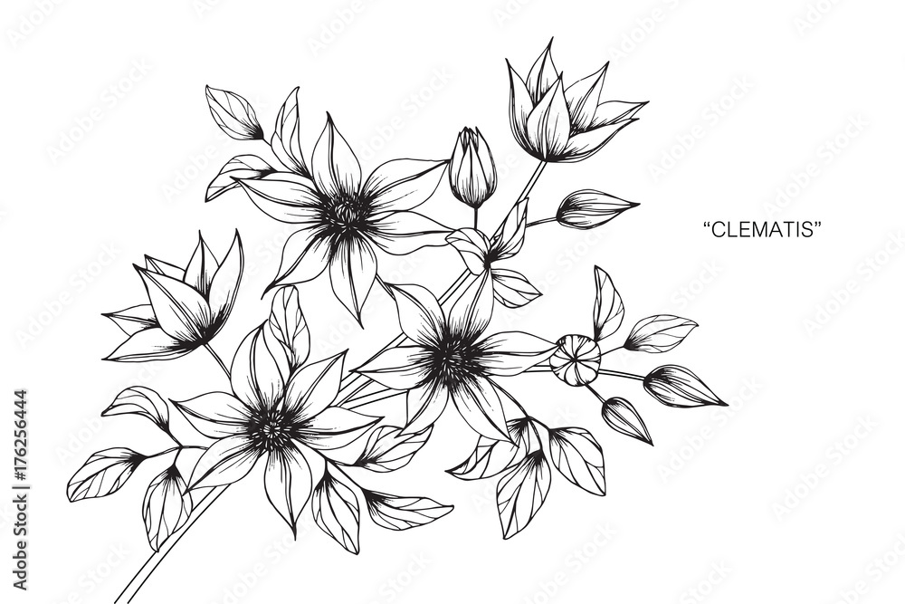 Clematis flower drawing. Stock Illustration | Adobe Stock