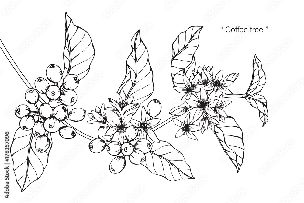 Coffee tree drawing. Stock Illustration | Adobe Stock