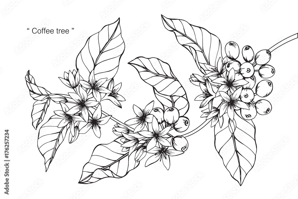 Coffee tree drawing. Stock Illustration | Adobe Stock