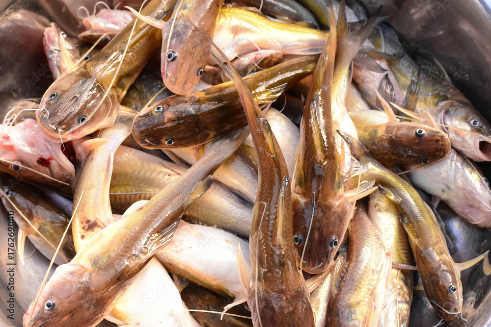 Catfish, freshwater fish have spines with freshwater fish in the river ...