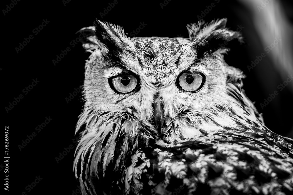 Portrait noir et blanc d'un Hibou grand duc Stock Photo | Adobe Stock