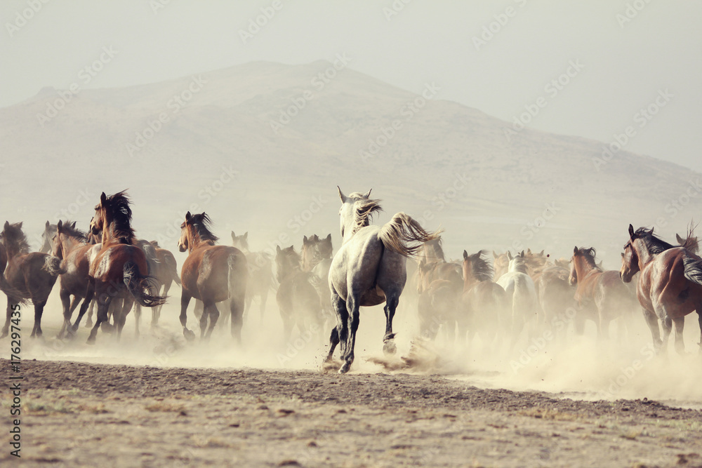 Wild Horse Running Fast
