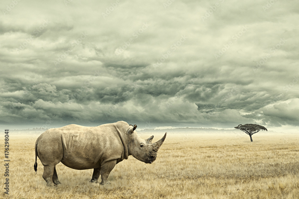 Rhino standing in dry African savana with heavy dramatic clouds above ...