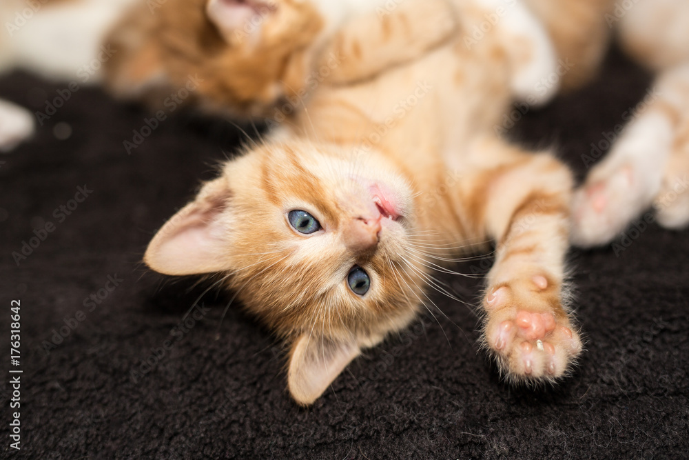 cute blue eyed kitten lying on the back in the middle of her fellow ...